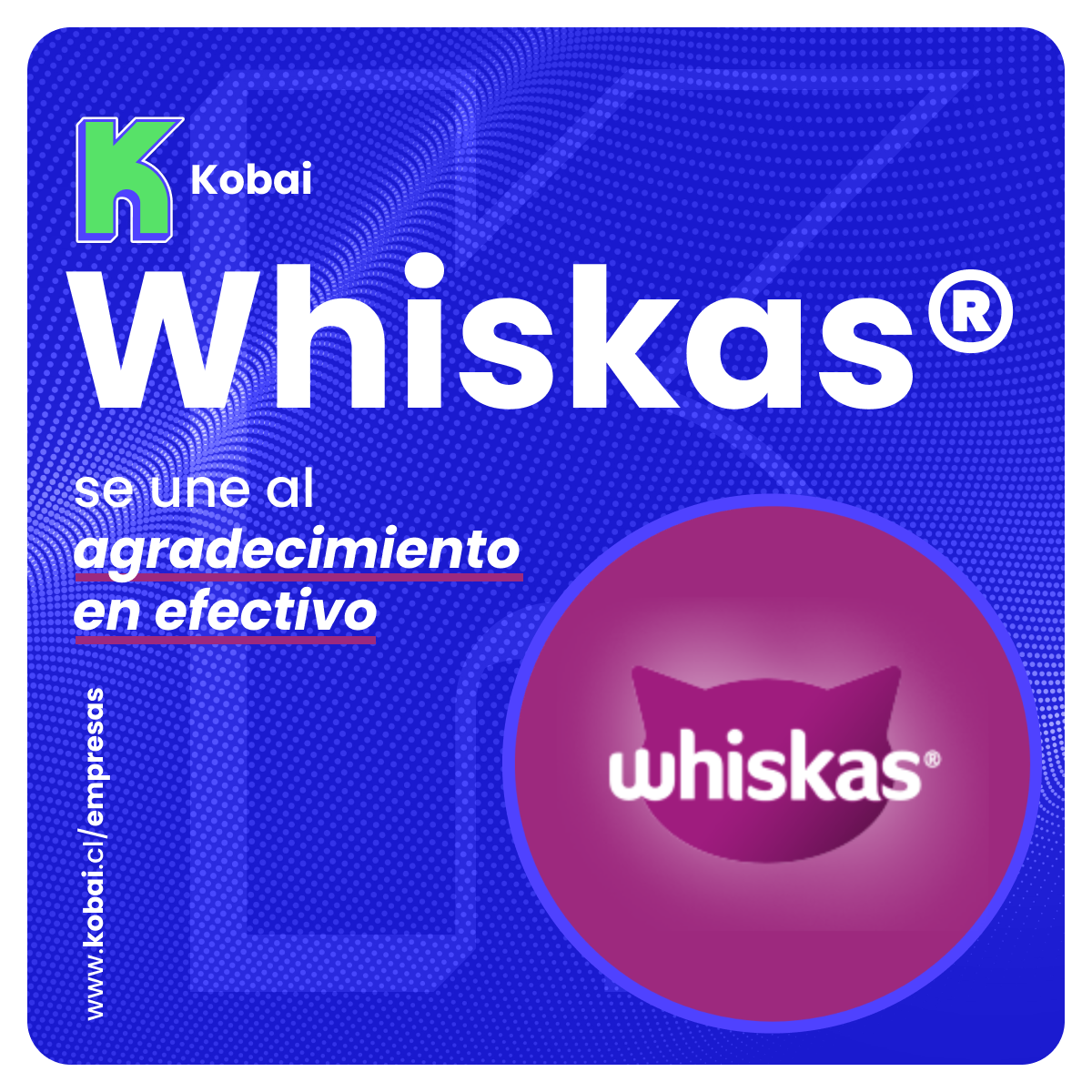 ¿Tienes gatos? 🐈🐈‍⬛ - Kobai